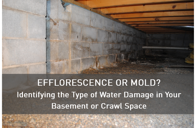 Efflorescence or Mold? Identifying the Type of Water Damage in Your Basement or Crawl Space