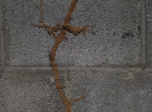 4 Pre-Construction Strategies to Prevent Subterranean Termite Damage