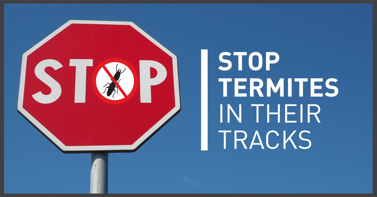Stop Termites in Their Tracks with a Termite Barrier for Your Crawl Space